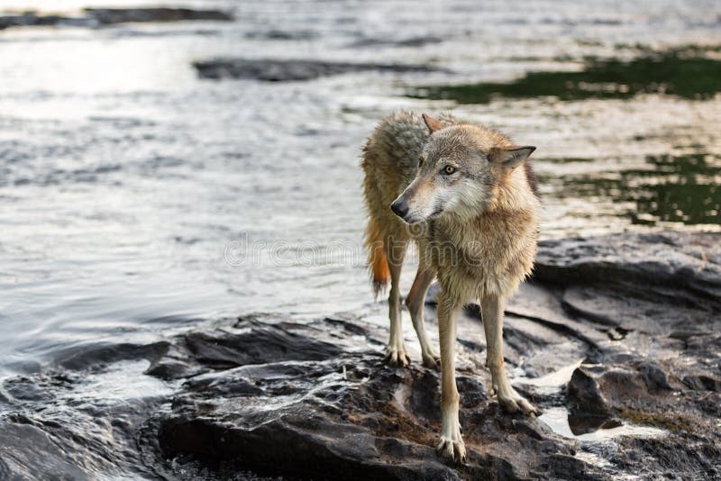 Grey Wolf Canis Lupus Stands on Rock in River Summer Stock Image ...
