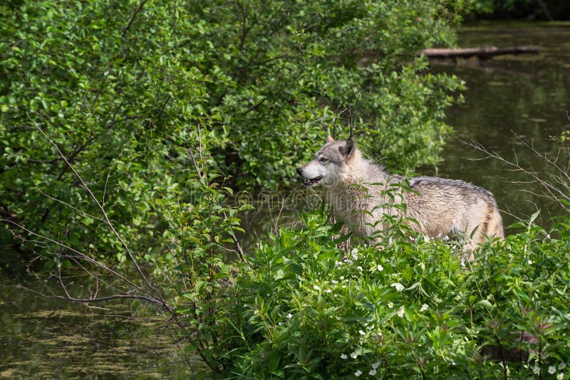 Timber Wolf Looking Left Stock Photos - Free & Royalty-Free Stock ...