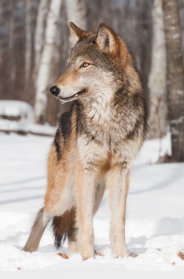 Grey Wolf (Canis Lupus) Stands in Treeline Looking Left Stock Photo ...
