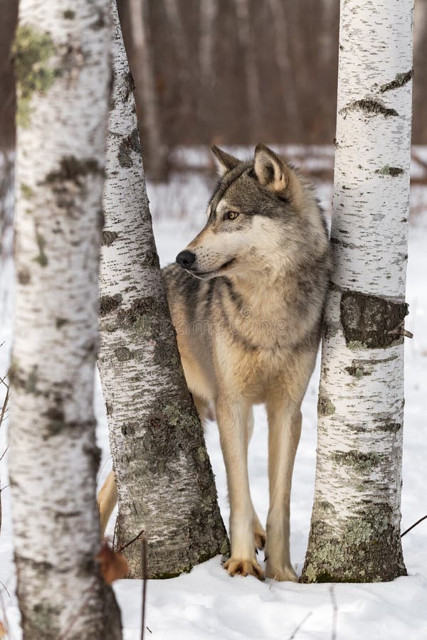 102 Timber Wolf Looking Left Stock Photos - Free & Royalty-Free Stock ...