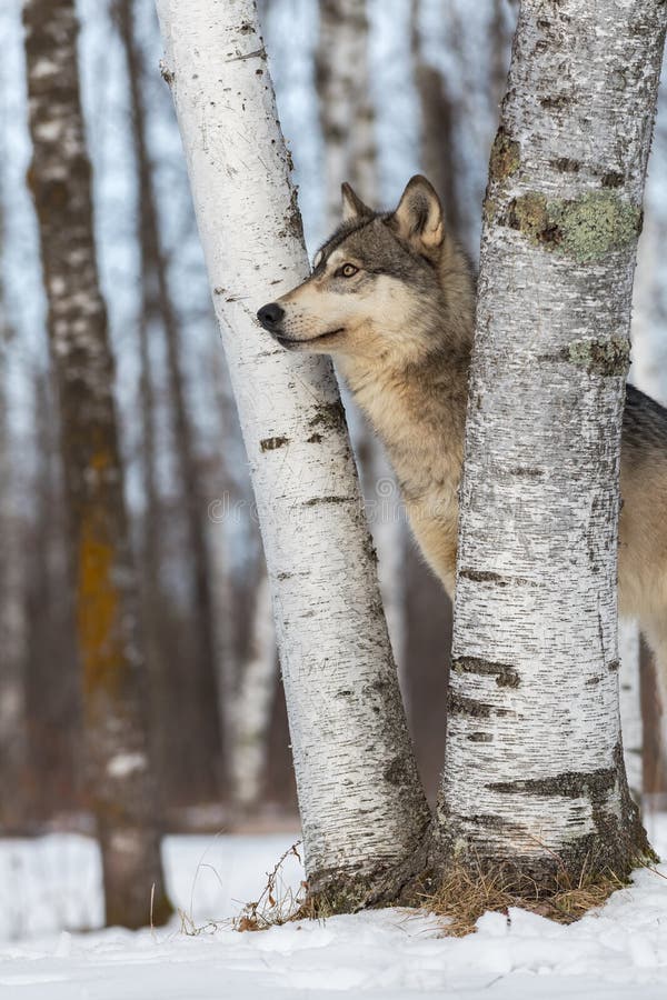 Grey Wolf Canis Lupus Stands between Trees Looking Up Winter Stock ...