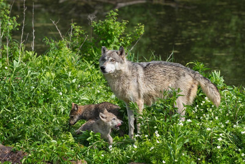 Grey Wolf (Canis Lupus) Stands with Two Pups on Island Summer Stock ...