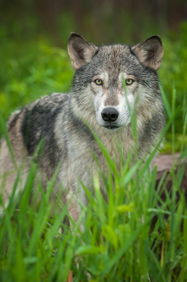 Grey Wolf Canis Lupus Stares Out with Grass in Foreground Stock Image ...