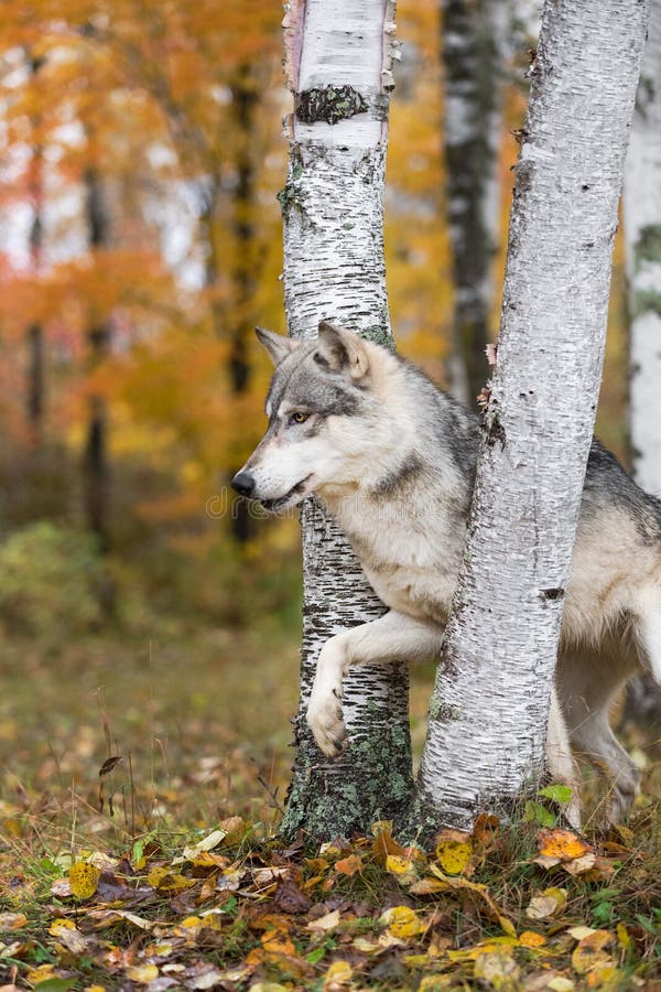 Grey Wolf Canis Lupus Steps Forward between Birch Trees Autumn Stock ...