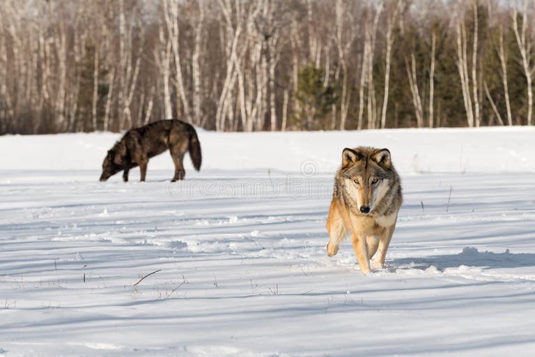 Grey Wolf (Canis Lupus) Steps Forward Black Sniffs in Background Winter ...