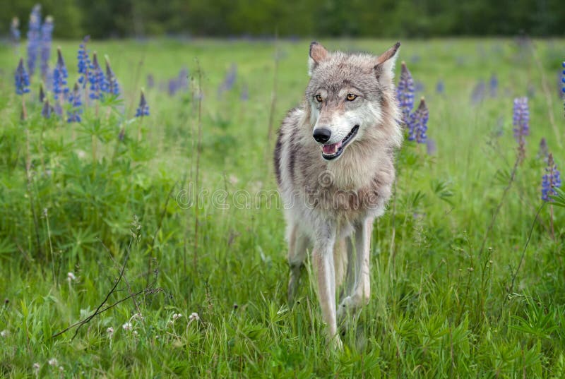 Grey Wolf Canis Lupus Steps Forward with Ears Back Stock Image - Image ...