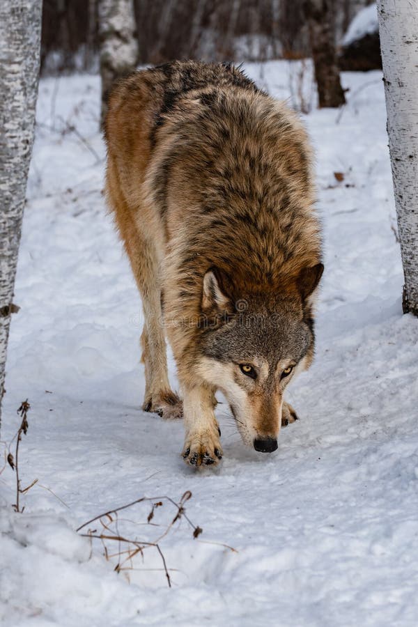 Grey Wolf (Canis Lupus) Steps Forward Nose To Ground Winter Stock Image ...