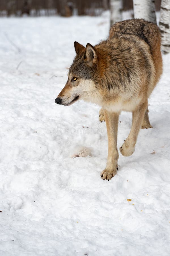 Timber Wolf Looking Left Photos - Free & Royalty-Free Stock Photos from ...