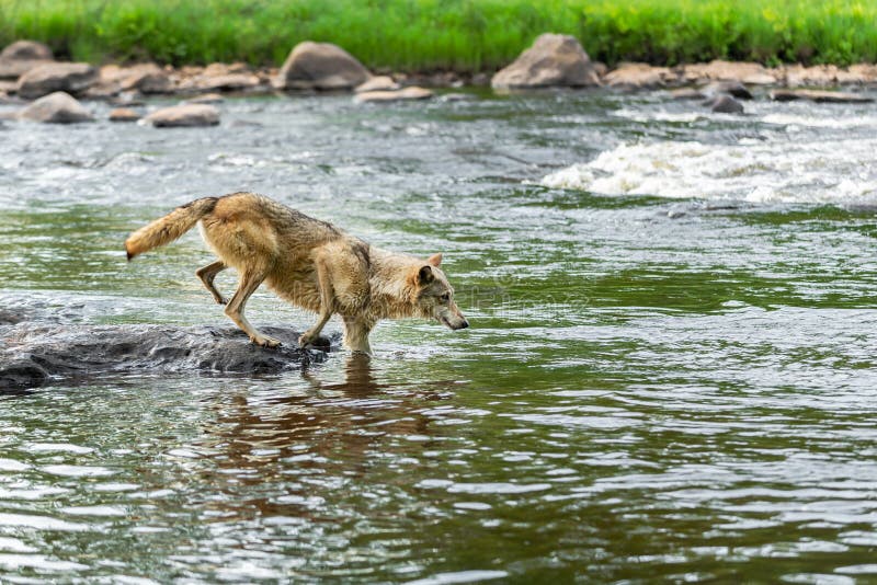 Grey Wolf Canis Lupus Steps Off Rock into River Summer Stock Image ...