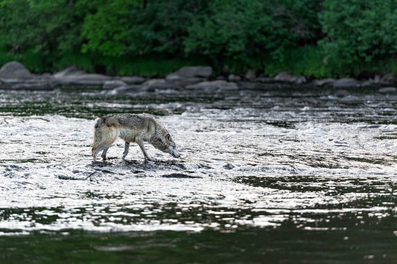 Grey Wolf Canis Lupus Steps Out into River Summer Stock Image - Image ...