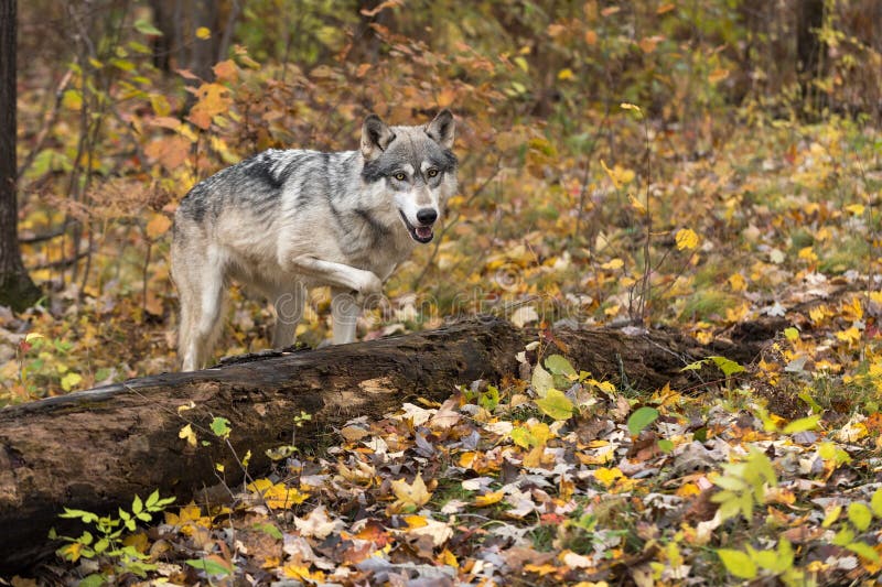 Grey Wolf (Canis Lupus) Steps Over Log Autumn Stock Photo - Image of ...