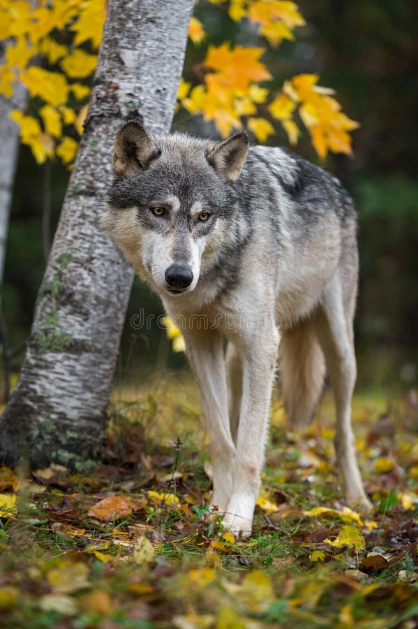 Grey Wolf Canis Lupus Steps Past Birch Trees Autumn Stock Photo - Image ...