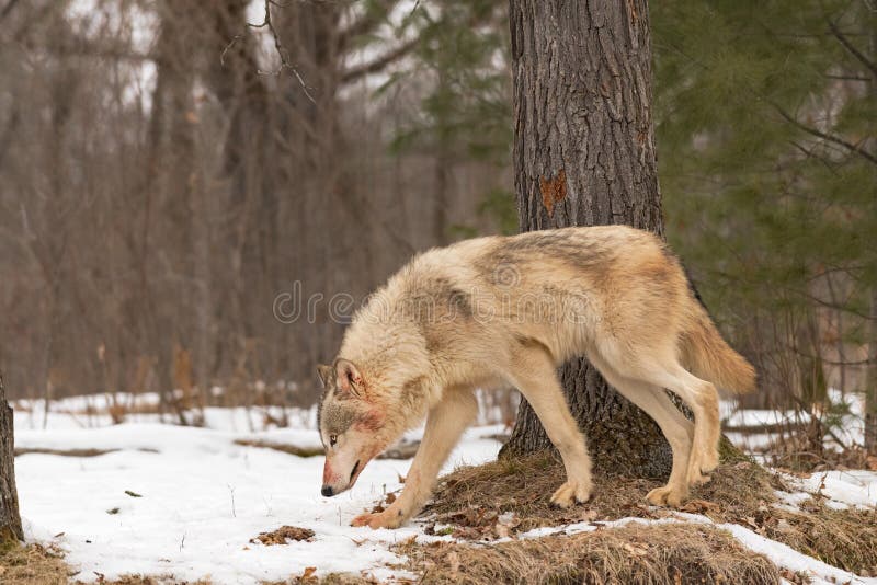 Grey Wolf Canis Lupus Steps Past Tree in Woods Winter Stock Photo ...