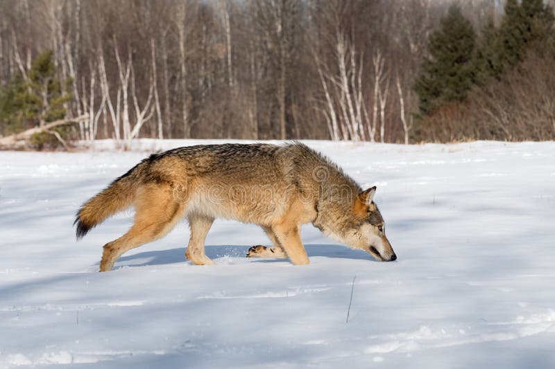 Grey Wolf (Canis Lupus) Steps through Snow Nose Down Winter Stock Image ...