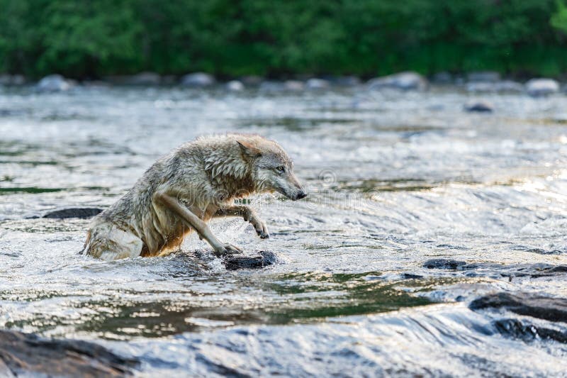 Grey Wolf Canis Lupus Steps Up on Rock Ledge in River Summer Stock ...