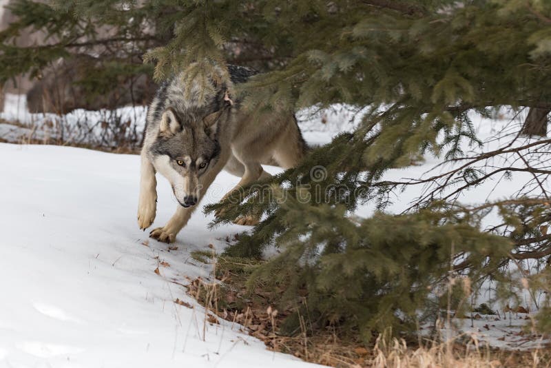 Grey Wolf Canis Lupus Turns into Pine Trees Winter Stock Photo - Image ...
