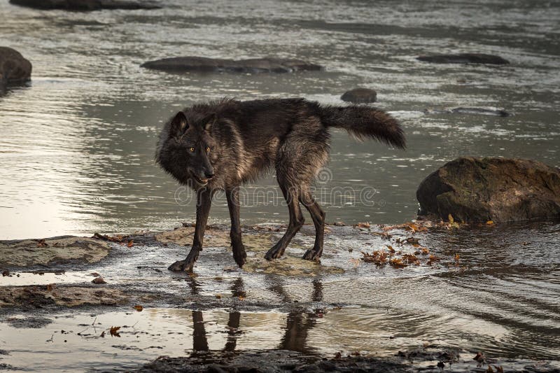 Grey Wolf Canis Lupus Turns in River Stock Photo - Image of natural ...