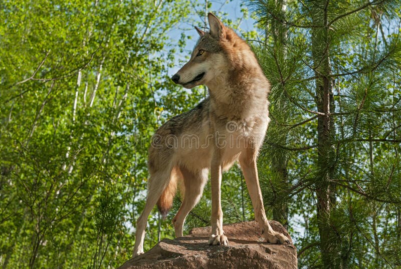 Grey Wolf Canis Lupus Turns on Rock Stock Photo - Image of lupus, rock ...