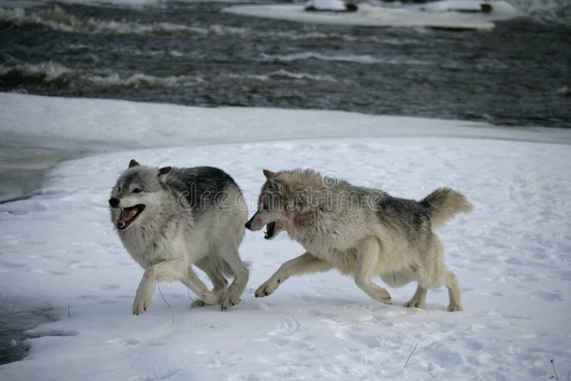 Wolf biting stock image. Image of candide, carnivore - 18879185