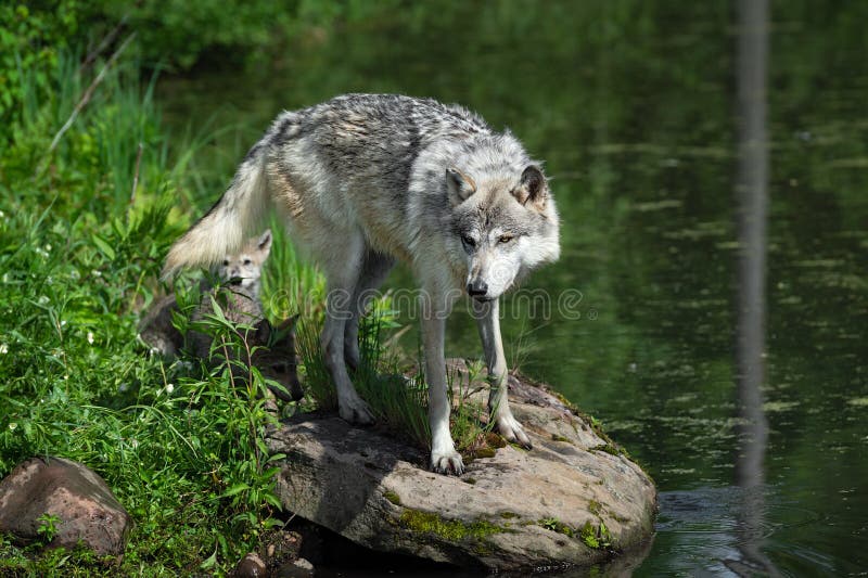 Grey Wolf Canis Lupus with Two Pups Looking Out Under Tail Summer Stock ...