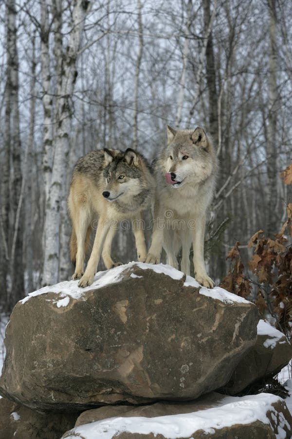 Grey wolf, Canis lupus stock image. Image of canis, grey - 34873465