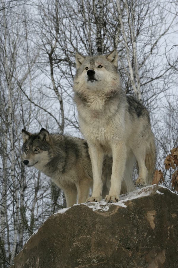 Grey wolf, Canis lupus stock photo. Image of mammal, snow - 34873538