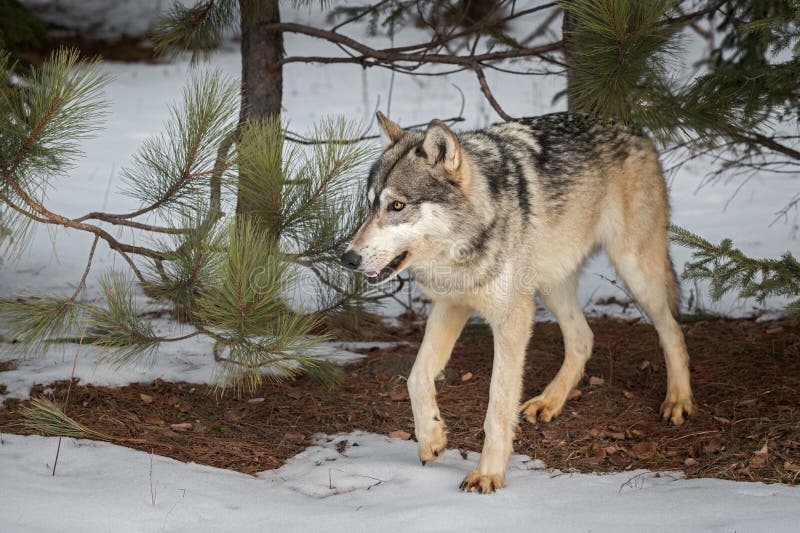 Grey Wolf Canis Lupus Under Pine Trees Wnter Stock Image - Image of ...