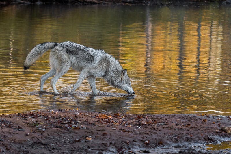 Grey Wolf (Canis Lupus) Wades into Water Stock Photo - Image of water ...
