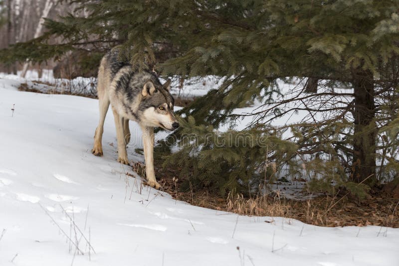 Grey Wolf Canis Lupus Walks Around Pine Tree Winter Stock Image - Image ...