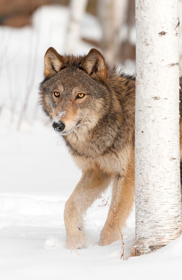 Grey Wolf (Canis Lupus) Walks from Behind Birch Tree Stock Photo ...