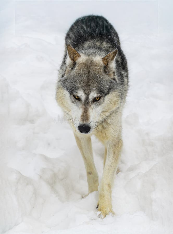 Grey Wolf (Canis Lupus) Walks Forward Ears Back Winter Stock Image ...