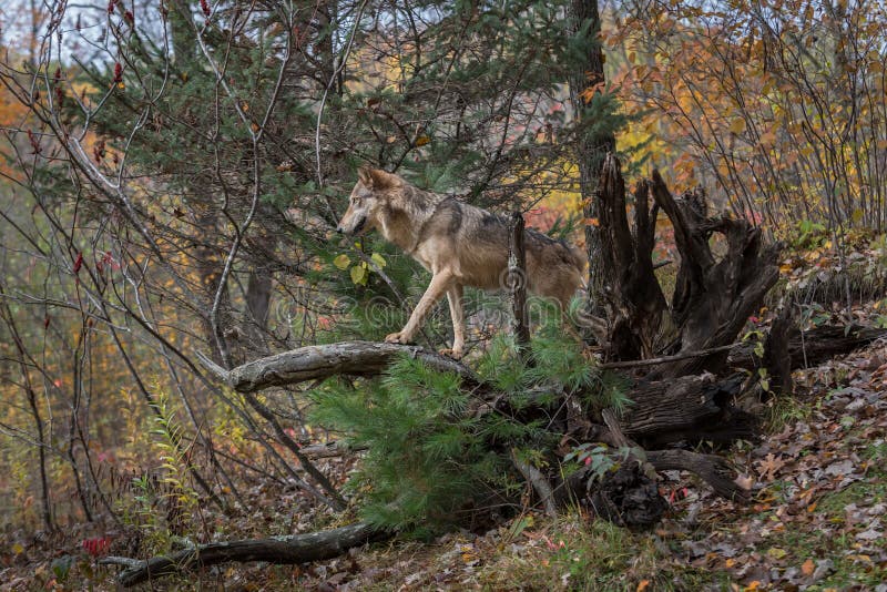 Grey Wolf Canis Lupus Walks Out on Root Bundle Autumn Stock Photo ...
