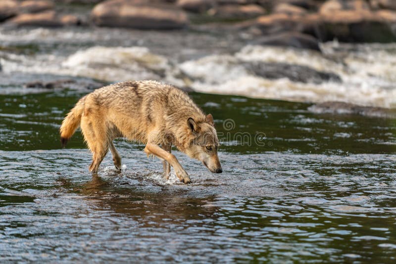 Grey Wolf Canis Lupus Walks through River Summer Stock Image - Image of ...
