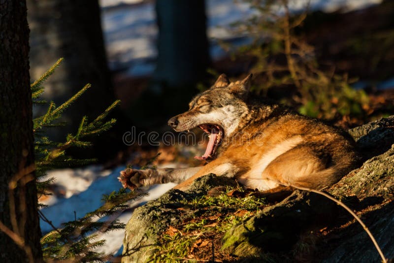 Grey Wolf (Canis Lupus) Yawning - Captive Animal Stock Image - Image of ...