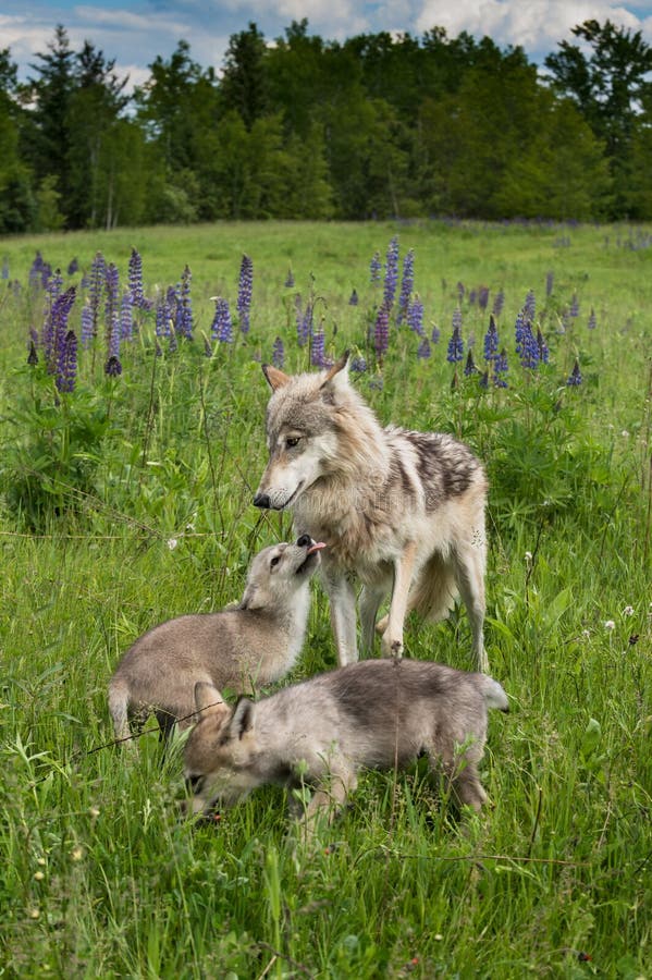 Grey Wolf Canis Lupus Yearling and Two Pups Stock Image - Image of ...