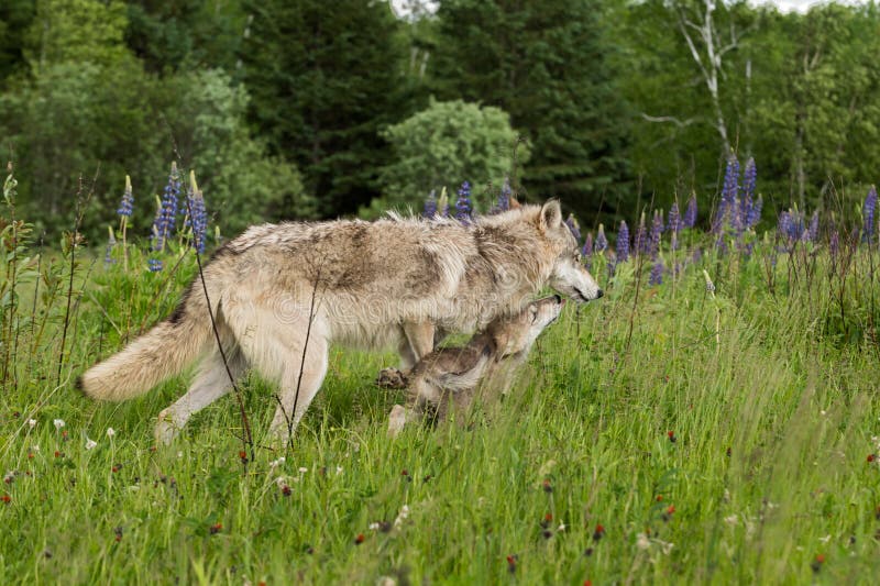 Grey Wolf (Canis Lupus) Yearling Gets Licked by Pup Stock Image - Image ...
