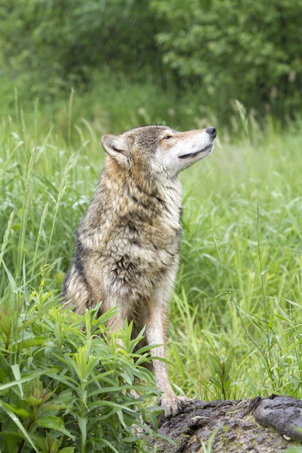 Wolf Smelling Stock Photos - Free & Royalty-Free Stock Photos from ...