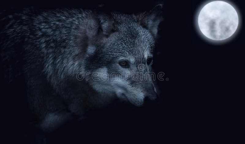 Grey Wolf in the Dark with a Full Moon in the Background Stock Photo ...