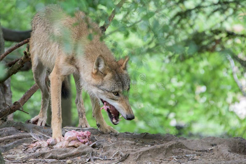 Eating Gray Wolf In The Forest Stock Image - Image of deer, forest ...