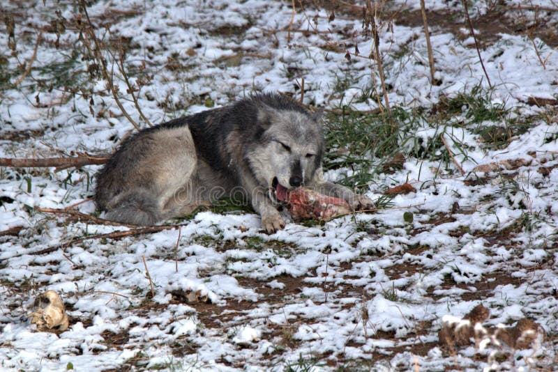 419 Grey Wolf Eating Stock Photos - Free & Royalty-Free Stock Photos ...