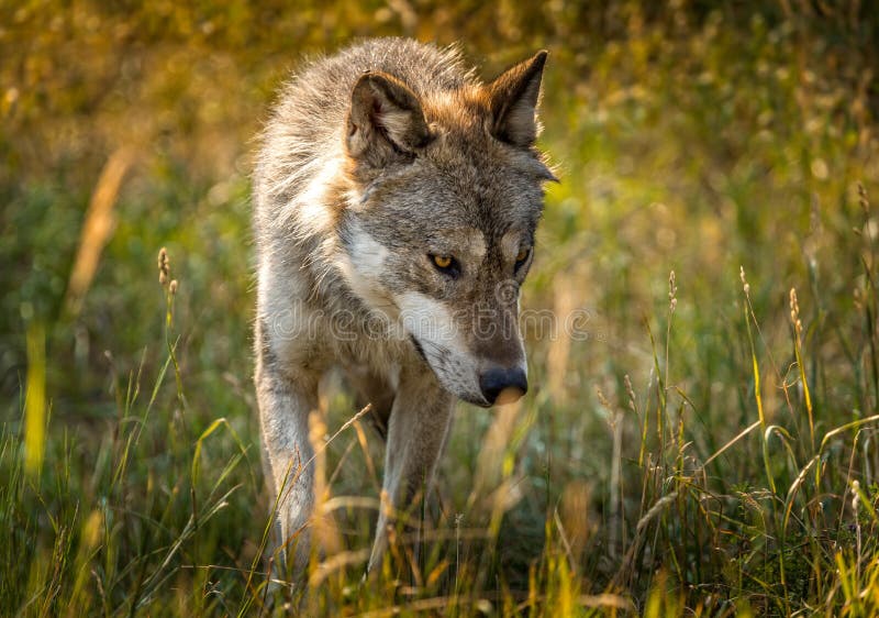 A Grey Wolf in a Fall Meadow Stock Image - Image of landscape, animal ...