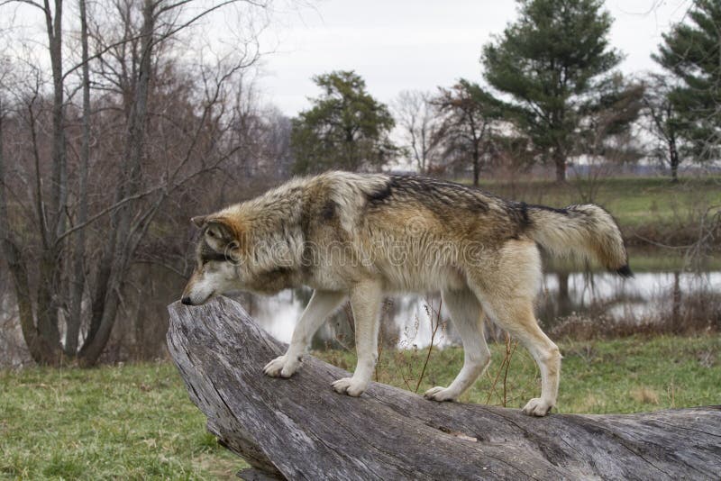 Grey Wolf on a Fallen Tree stock photo. Image of mammal - 259126226