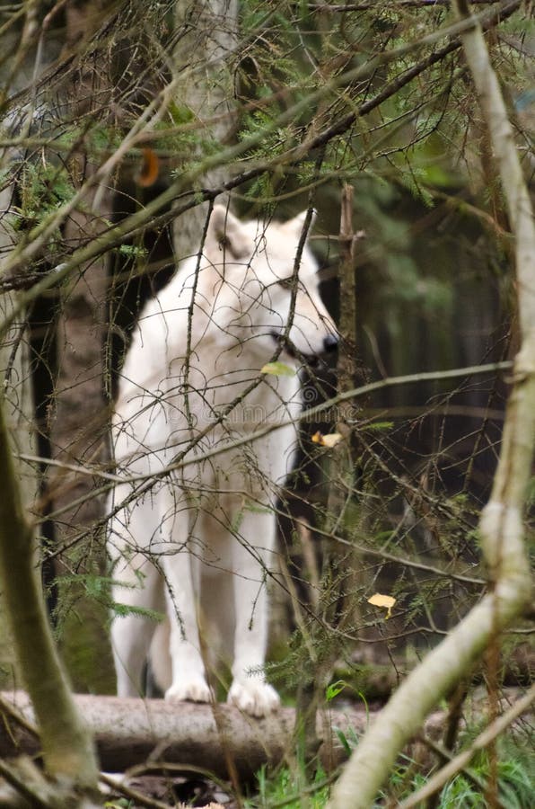 153 Wolf Behind Tree Stock Photos - Free & Royalty-Free Stock Photos ...