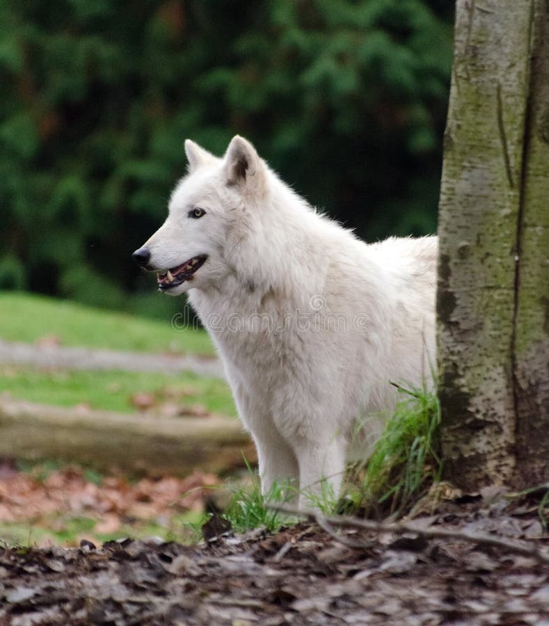 144 Wolf Behind Tree Stock Photos - Free & Royalty-Free Stock Photos ...
