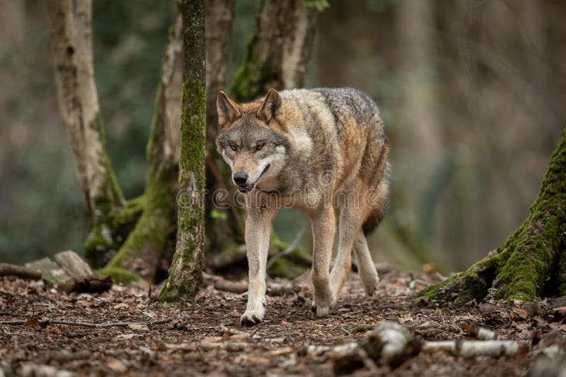 Grey wolf in the forest stock photo. Image of lupus - 166338596