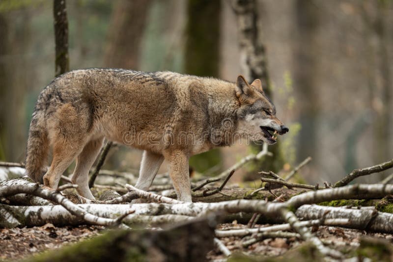 Grey wolf in the forest stock photo. Image of outside - 166338676