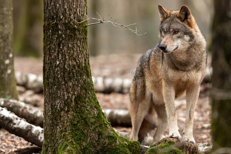 Grey wolf in the forest stock image. Image of closeup - 166338751