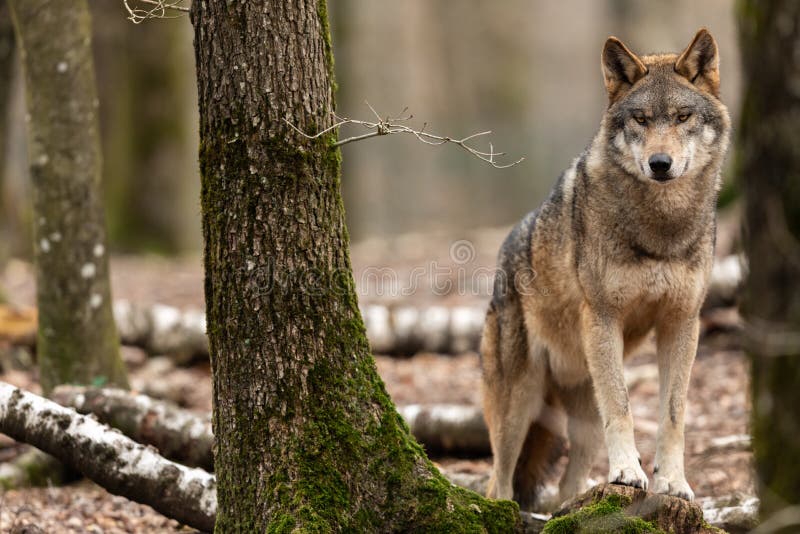 Grey wolf in the forest stock photo. Image of natural - 166338774