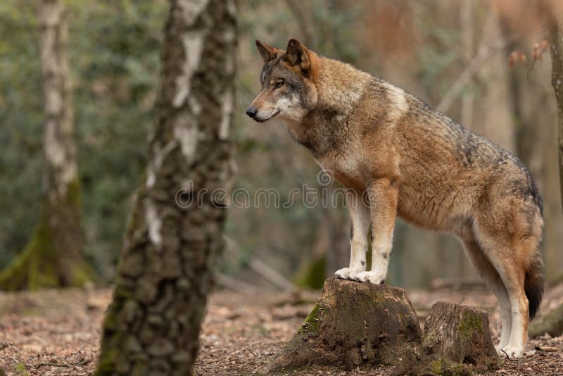 Grey wolf in the forest stock image. Image of outdoors - 166338897