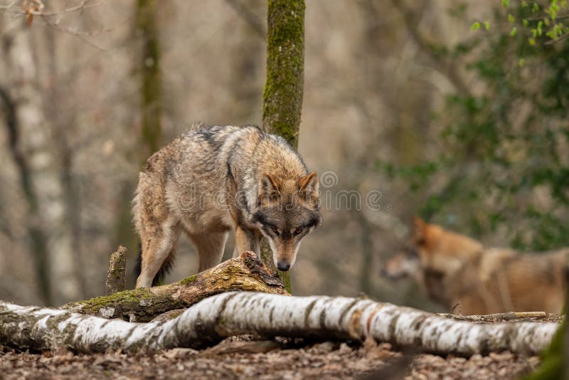 Grey wolf in the forest stock photo. Image of grey, forest - 166338916